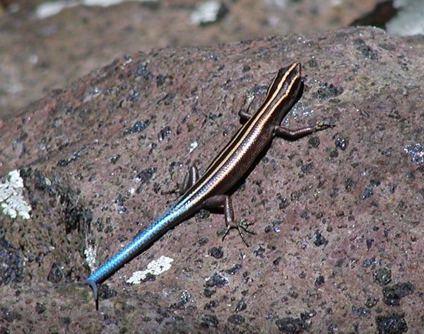 Fiji Tropical Dry Forest: Herpetofauna (terrestrial)