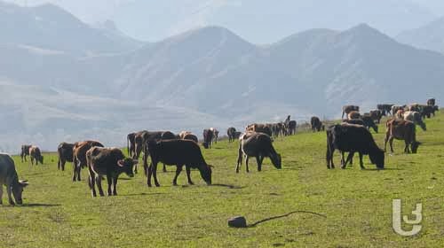 ცხოველები