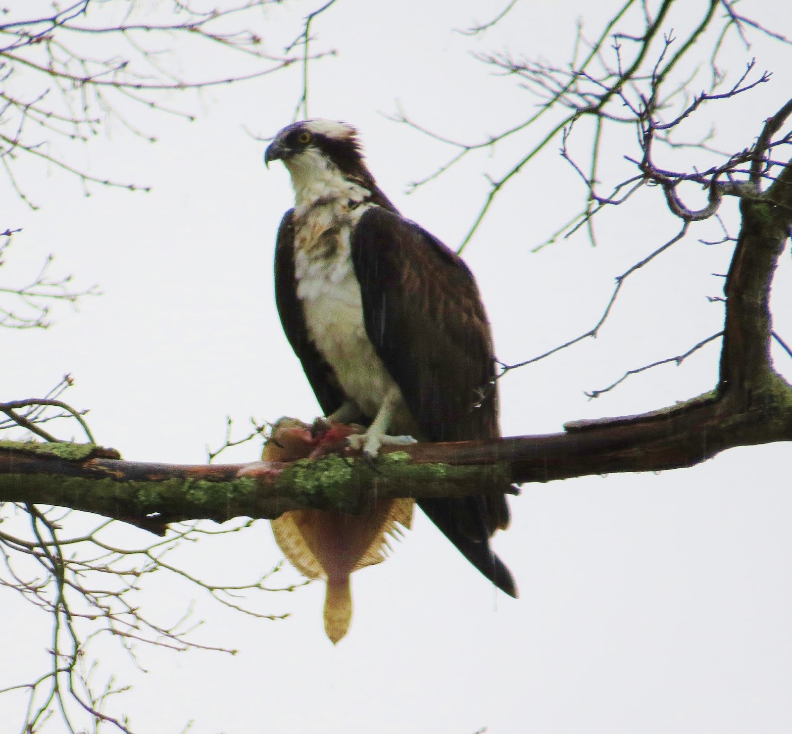 The Brownstone Birding Blog: Fishing For A Fish Hawk In The Rain