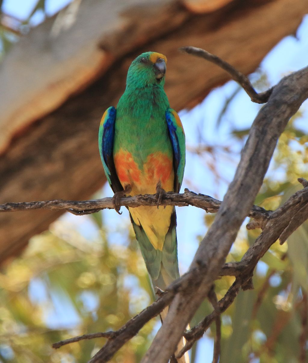 Richard Waring's Birds of Australia: Mulga Parrot chicks are growing fast