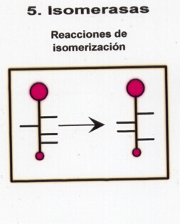 Bioquimica: ENZIMAS Y CARBOHIDRATOS