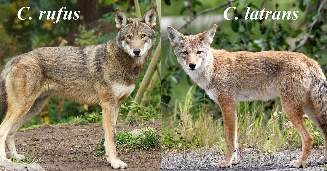Abe's Animals: Differences between red wolves (Canis Rufus) and coyotes ...