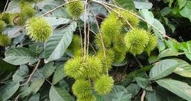 Khasiat Daun Rambutan Untuk Rambut Uban ~ KHASIAT DAN MANFAAT TANAMAN OBAT