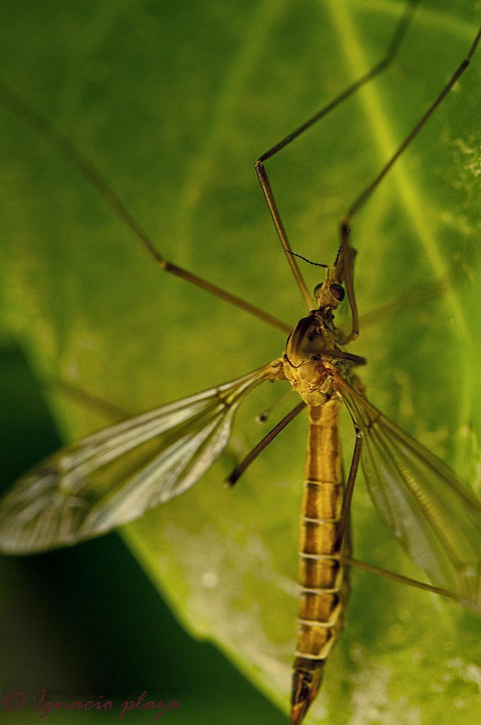 Un poquito de casi todo: "Bichitos"