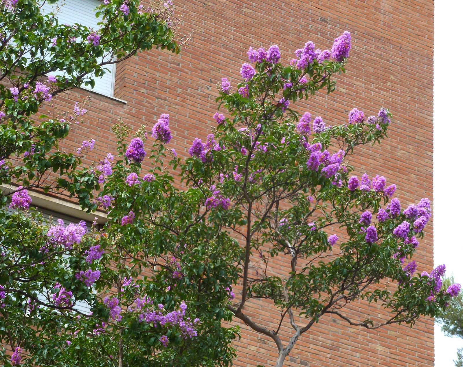 Árboles con alma: Arbol de Júpiter. (Lagerstroemia índica)