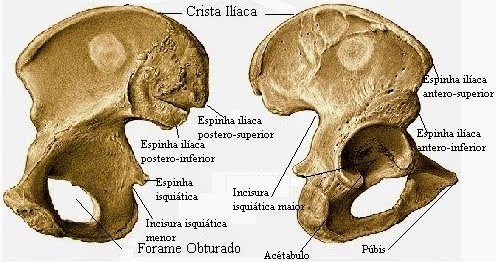 Iliaca