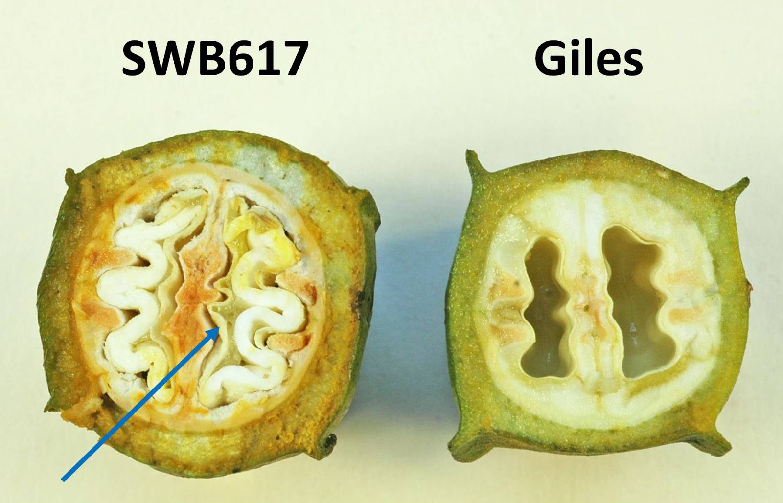 Northern Pecans: Kernel filling: 22 August 2016