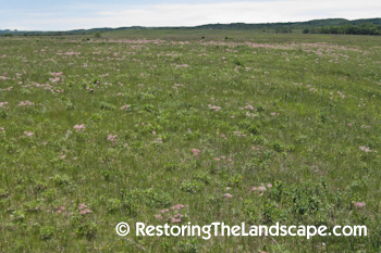 Restoring The Landscape With Native Plants: Native Plant of the Week ...