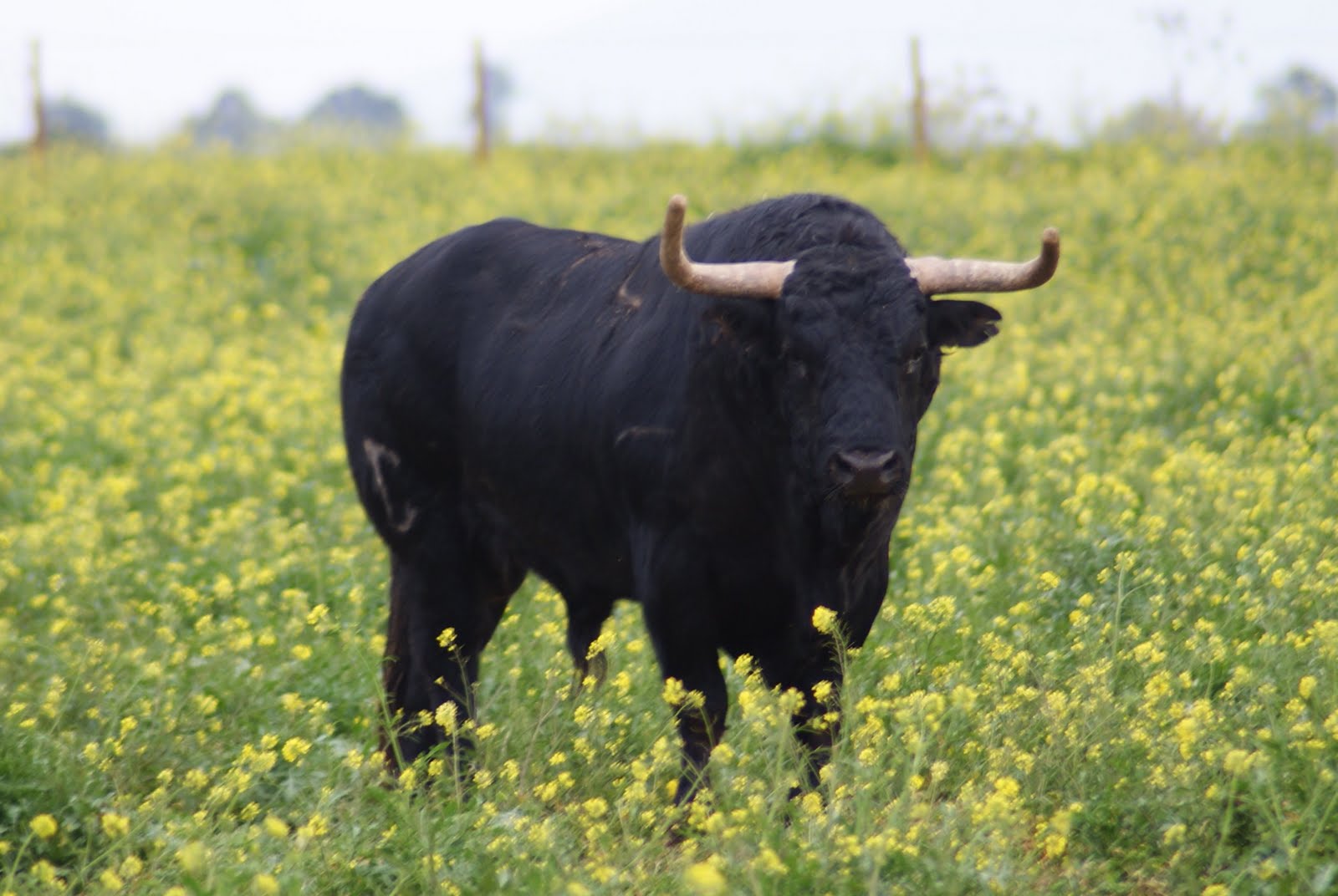aficionats al bou: Toro para Mayo 2011(Peña el Trasto)