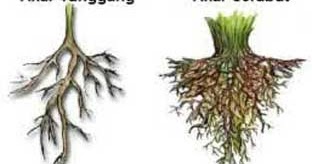 Bagian - Bagian Akar Dan Dua Sistem Perakaran - Biologisites