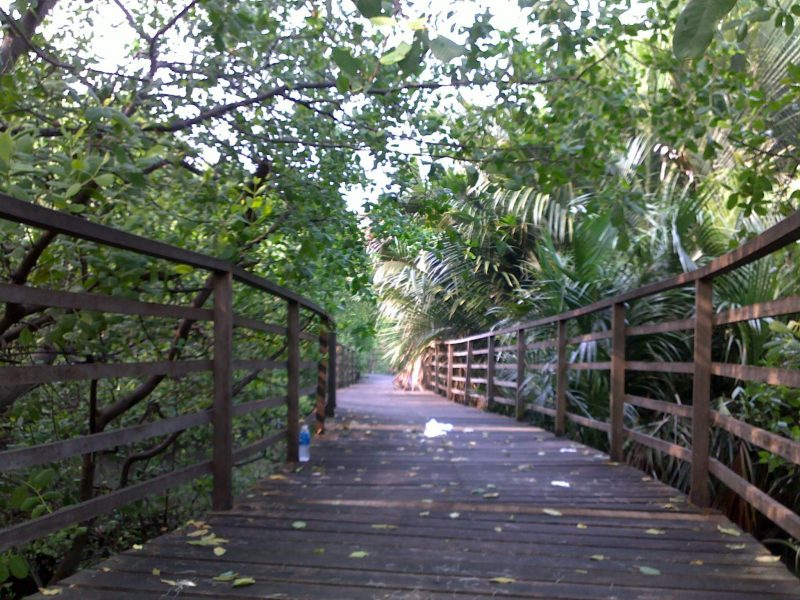 Pengertian Hutan Lindung Beserta Jenis dan Manfaatnya - Batik Honest