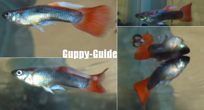 Guppy-Guide: Guppy Updates - Updated