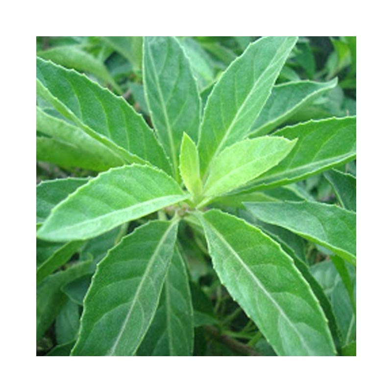 tanaman berkhasiat: khasiat daun sembung