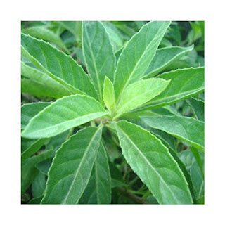 tanaman berkhasiat: khasiat daun sembung