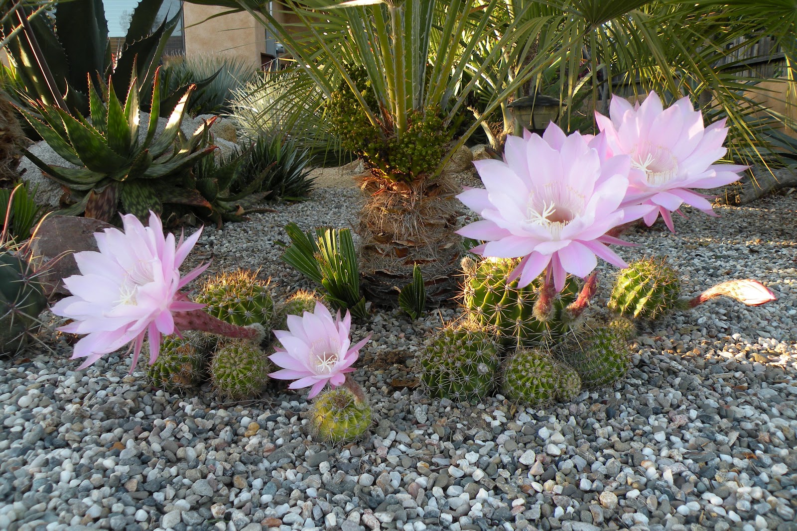 Duane's Garden: Echinopsis oxygona