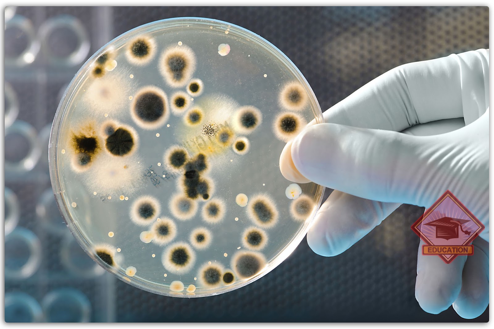 Educational Center: The bacteria enter your body, dead is to guaranteed!