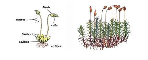 Biologia Facil: Biologia 2 - Reino Animal e Vegetal