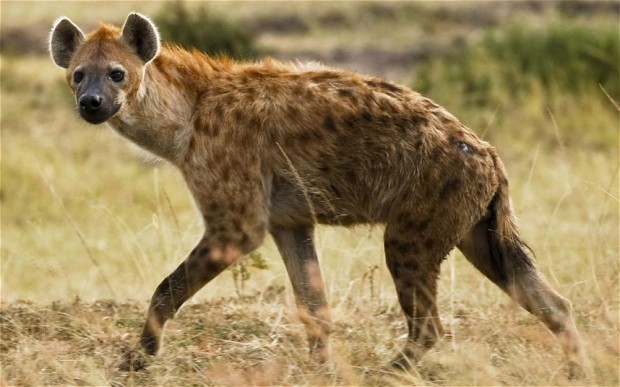 Hyenas | Wild Animal Facts & Photographs | The Wildlife