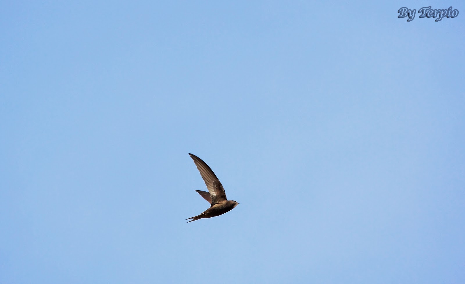 Viajes, Salidas, Naturaleza, (Fotografía).: Vencejo Común (Apus Apus).
