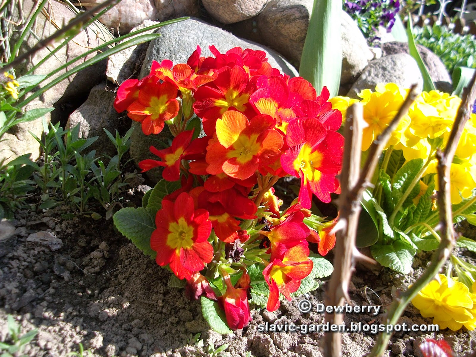 Slavic Garden - Słowiański Ogród: Primroses and pansies // Bratki i ...