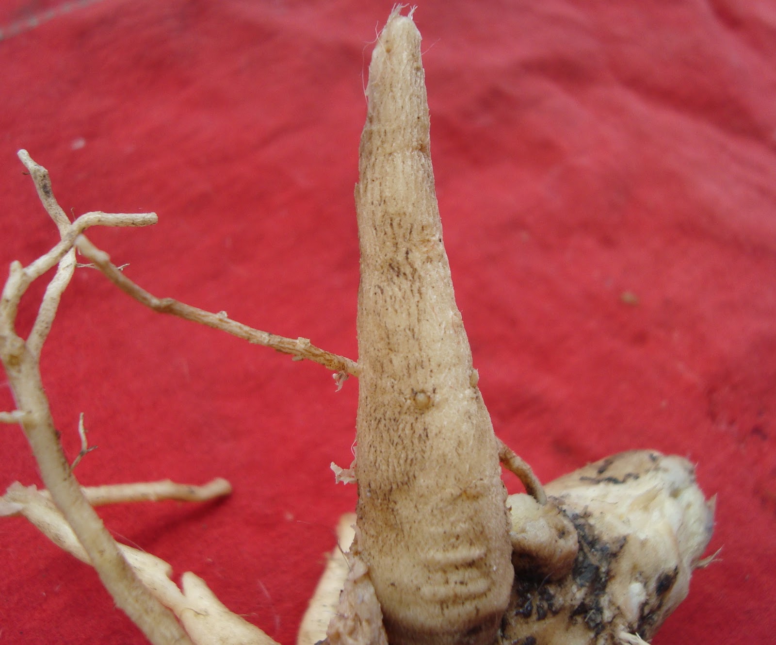 Moringa Ecuador: Raiz y Plantas de Moringa