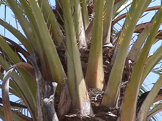 PLANT FAMILIES OF PUERTO RICO AND FLORIDA PAPO VIVES: PALMAE =ARECACEAE ...