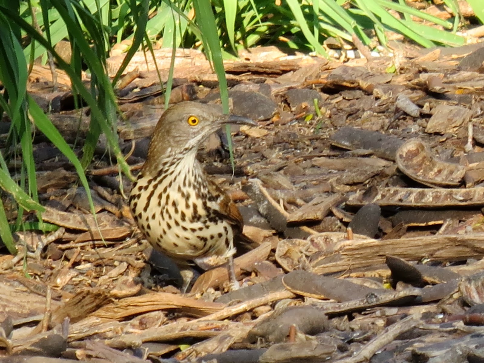 LGB's Nature Photos: Long-billed Thrasher at Estero Llando Grande