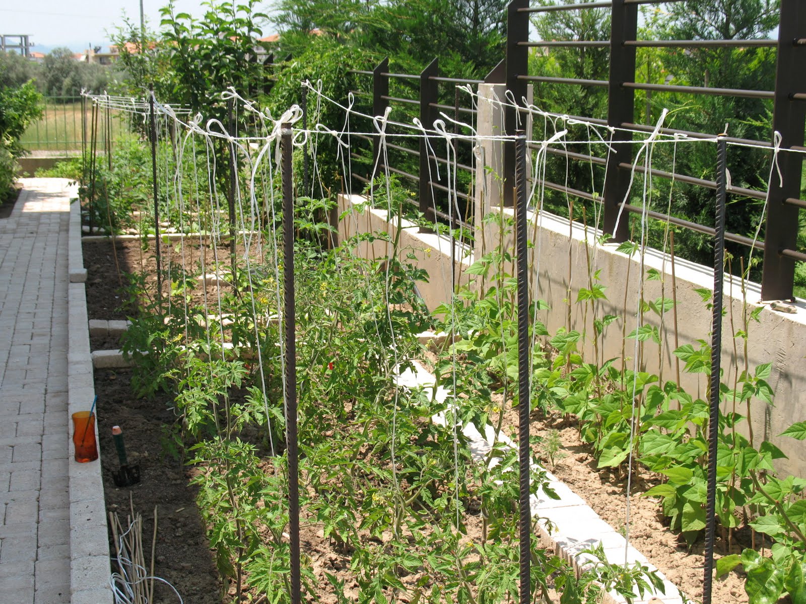 Jurnal de gradina: Rosii pe sfori