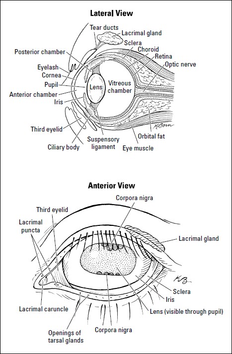 Introducing the Anatomy of a Horse ~ We love pets