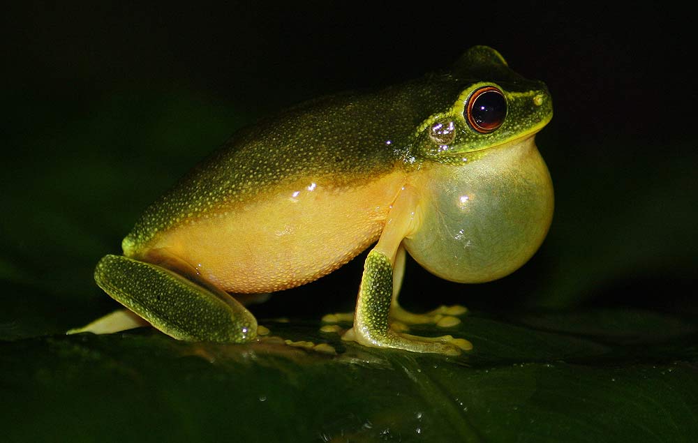 Imagenes de sapos y ranas: Fotografia rana 27-07-2015