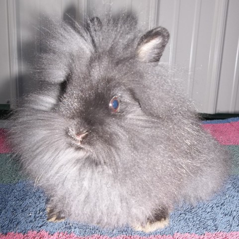 Regina's Rabbit Habit