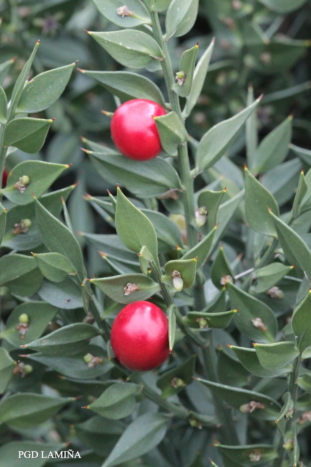 RUSCUS ACULEATUS. rusco o ruscus.