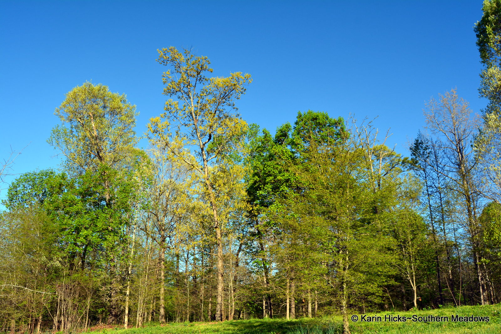 The Big Leaf Out. It's All About the Trees