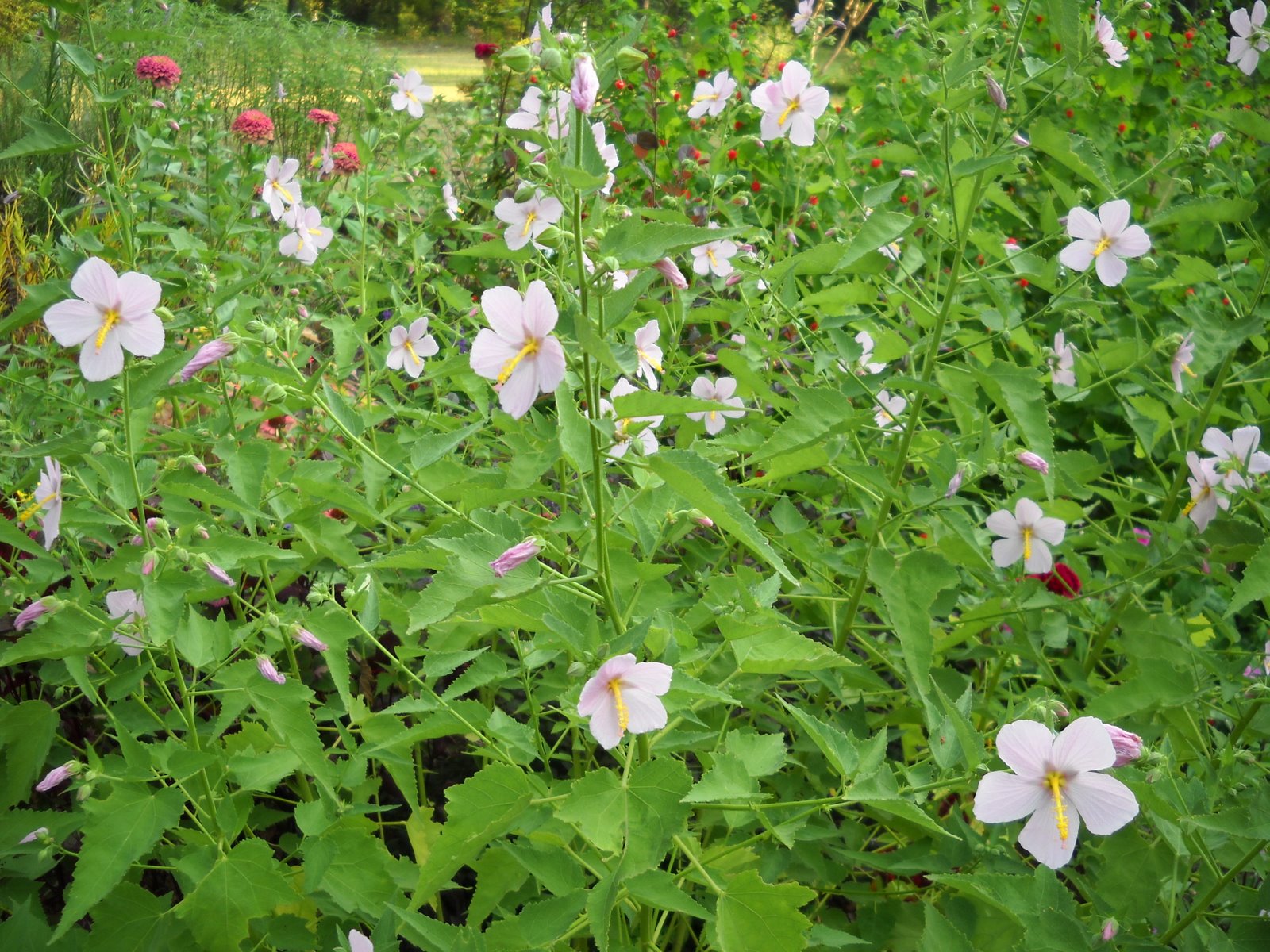 Gold Hill Plant Farm: Salt Marsh Mallow