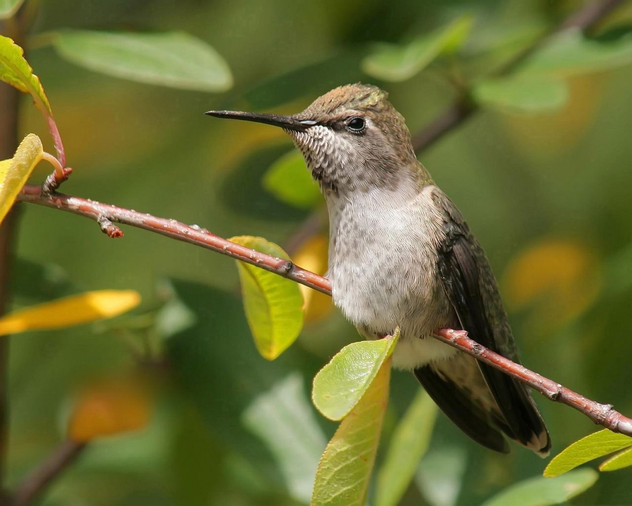 Our Beautiful World: Cute Birds