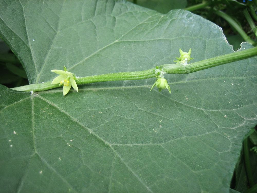 Pucokpaku: April 2014