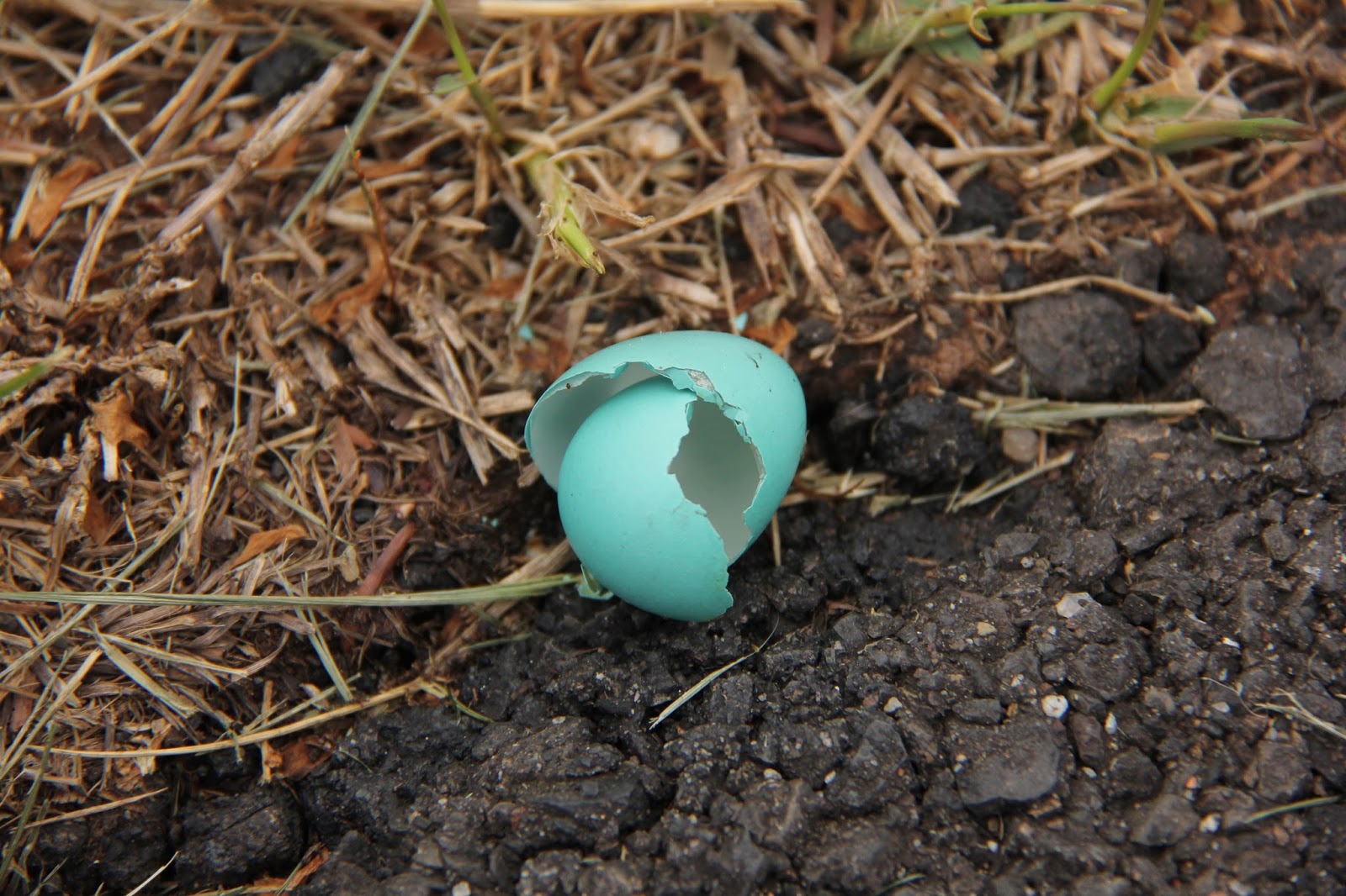 Notes from the Meadow: Eggs of Blue