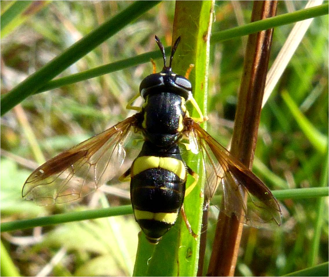 Insects of Scotland: Hoverflies