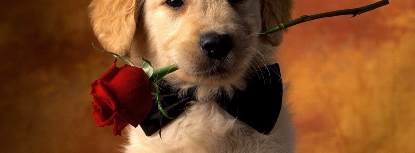 Dog Facebook Covers - Học tiếng nhật, java và mọi thứ