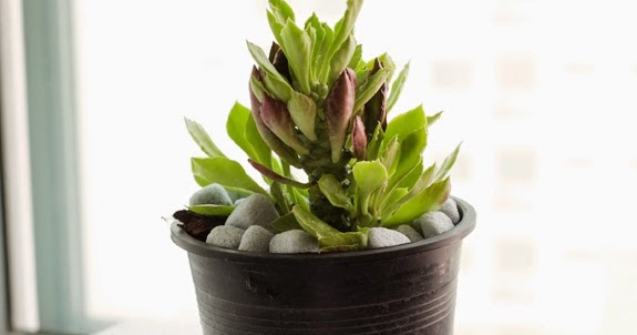 FinFinGarden: พญานาคราช, cactus, cacti, nature, wildlife, tree, green ...