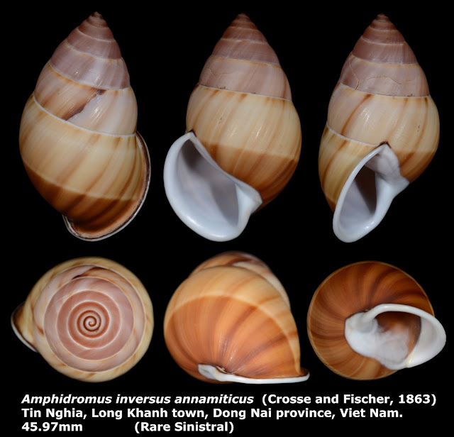 Dr. Lee's Gallery Museum: Amphidromus inversus annamiticus 45.11 to 56 ...