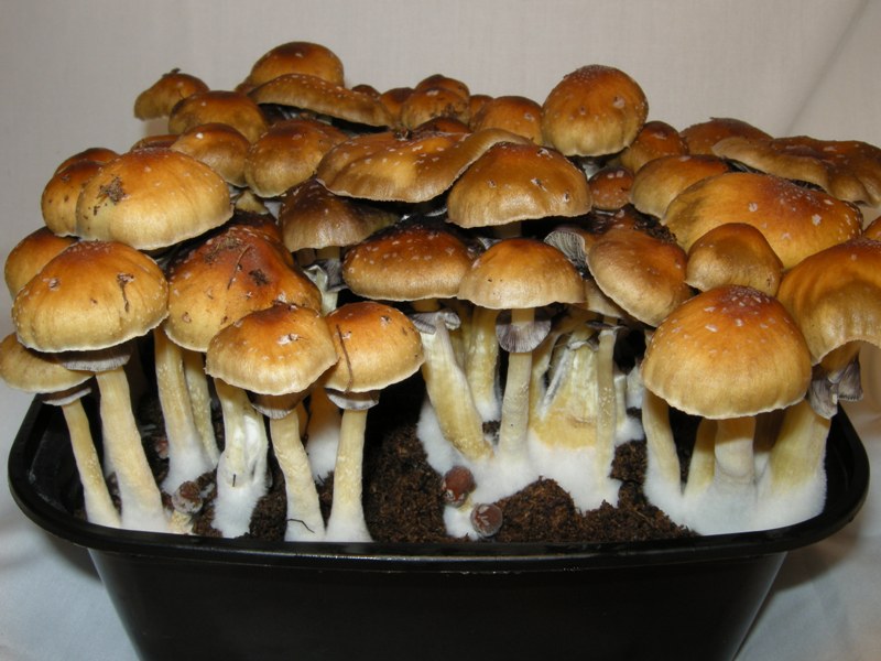 Mundo Enteogênico: Psilocybe Cubensis (P. Cubensis)