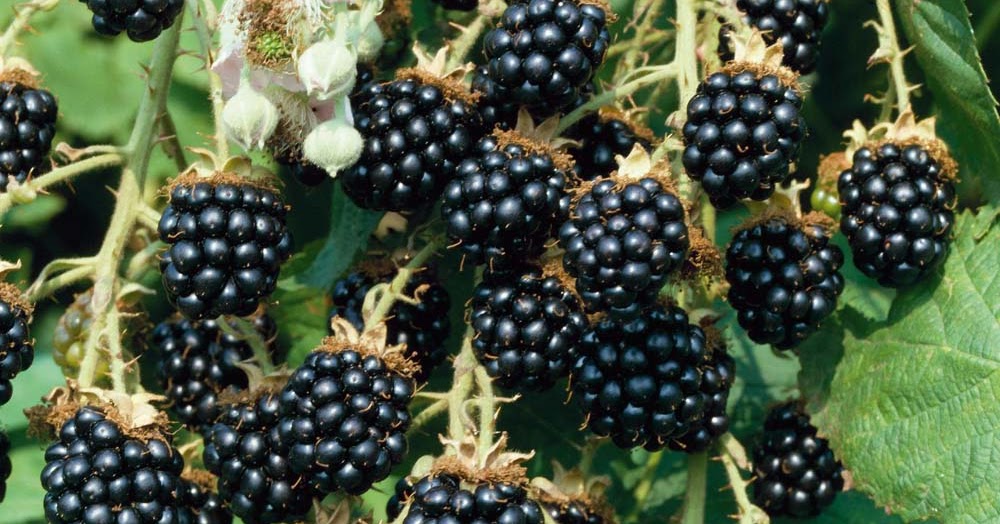 Brambles and Crumbles