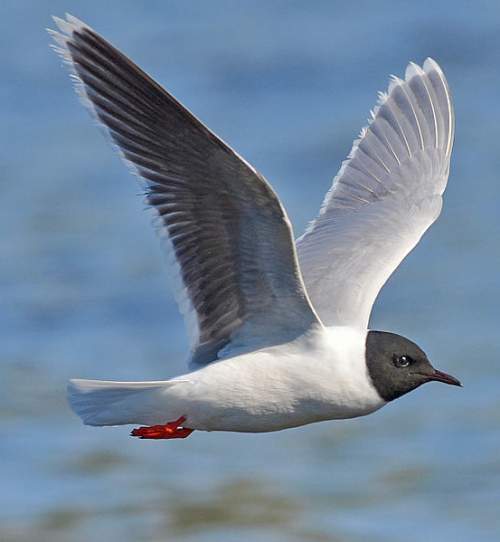 Little gull | Birds of India | Bird World