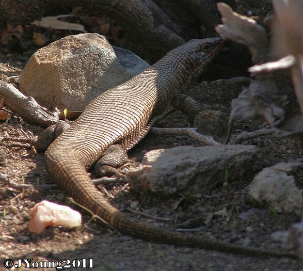 South African Photographs: Giant Plated Lizard (Gerrhosaurus validus ...