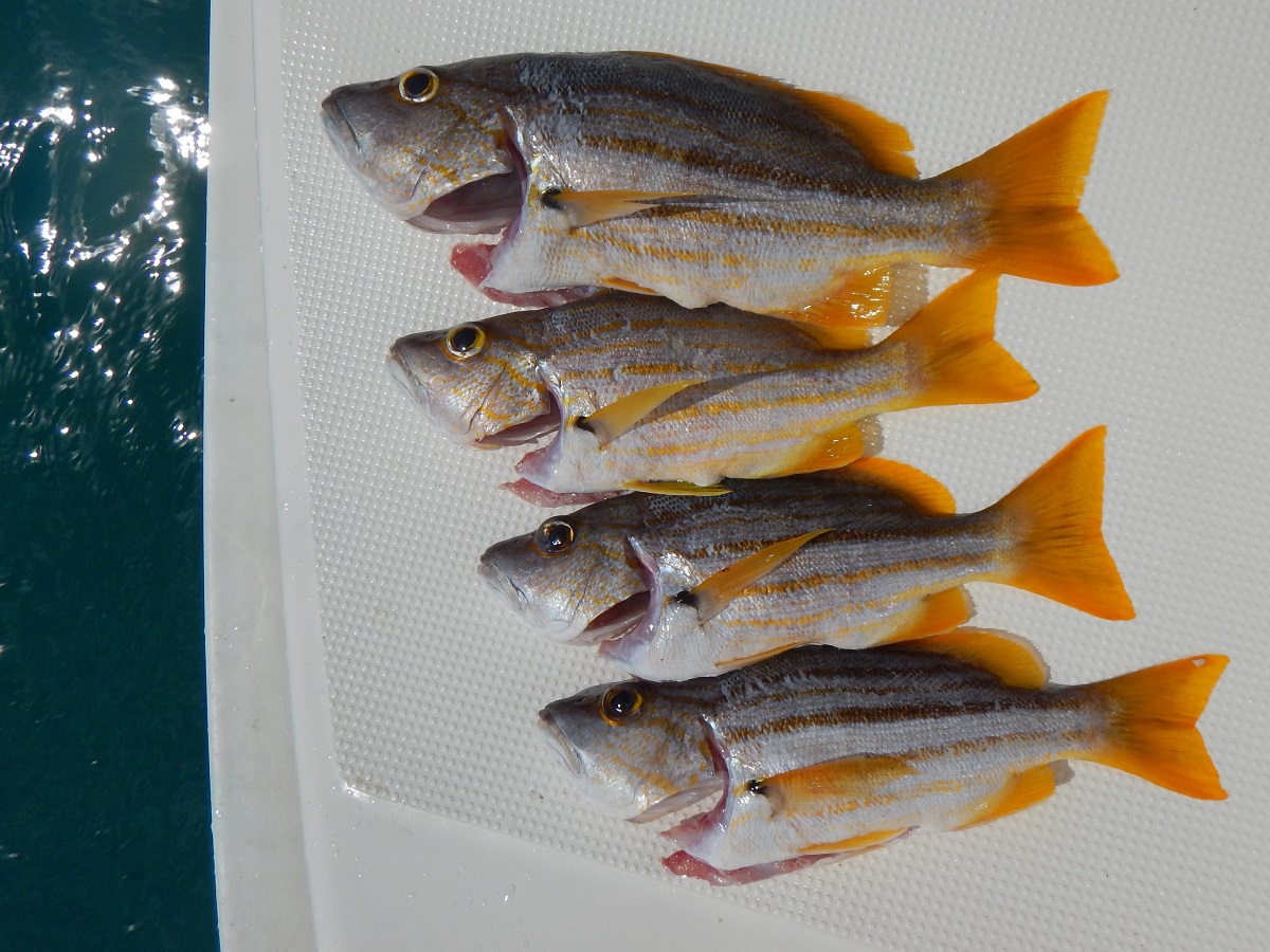 Billabong: 11th Sep Macona Inlet