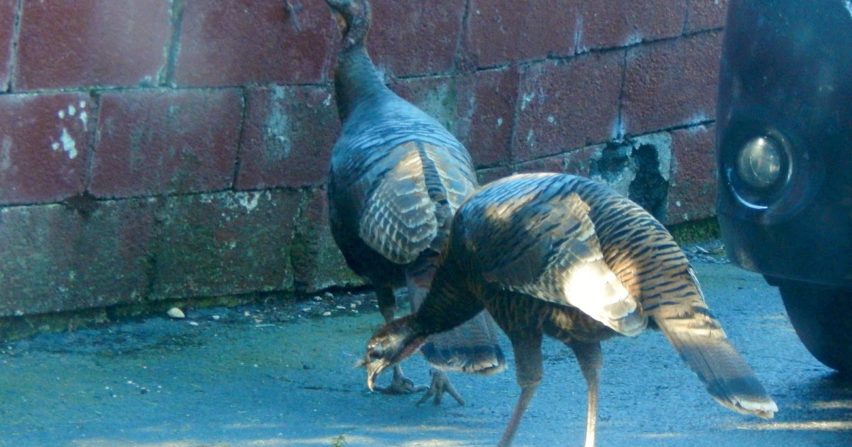 Capital Naturalist by Alonso Abugattas: Turkey Tidbits