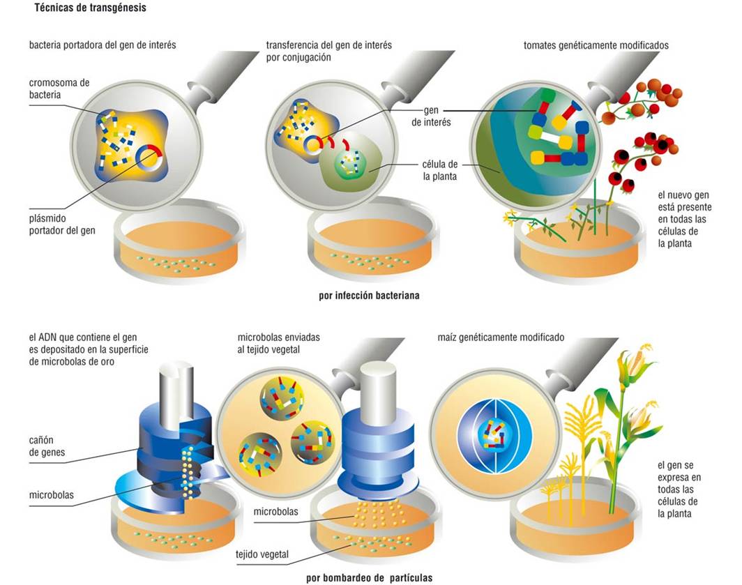 Alimentos Transgenicos: Alimentos Transgenicos