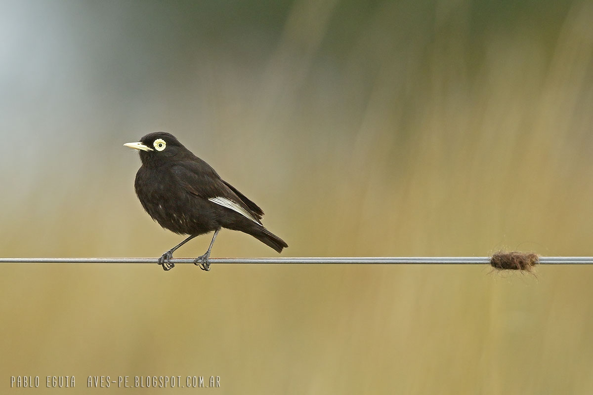 mis fotos de aves: Hymenops perspicillatus Pico de Plata Spectacled Tyrant