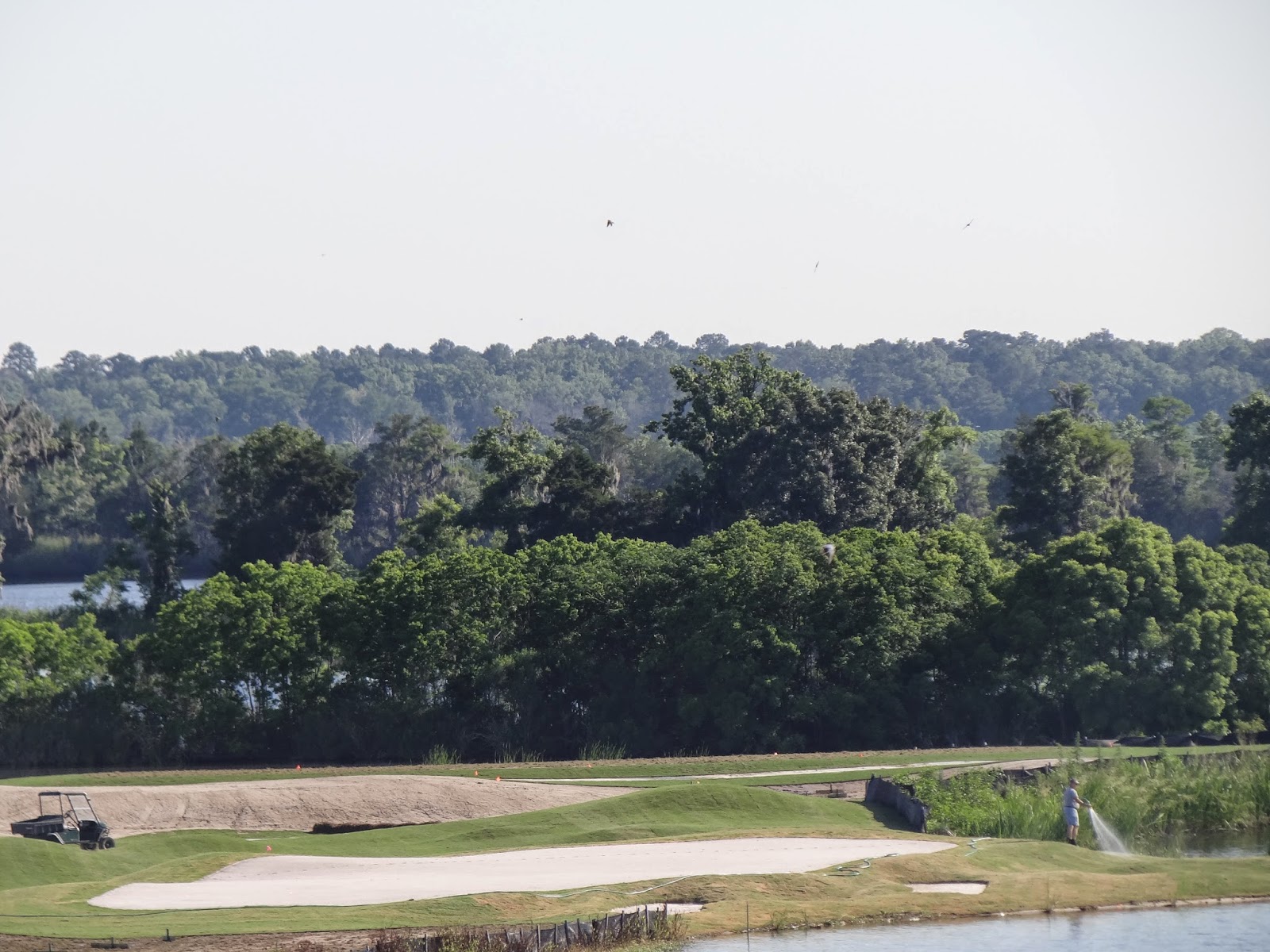 The Ford Plantation Club Agronomy Blog: Pete Dye Restoration Update ...